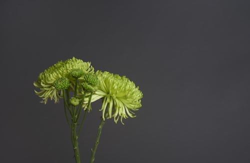🌿 ¡Descubre los sorprendentes beneficios del perejil florecido para tus ...
