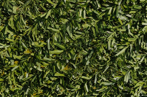 🌿 ¡Descubre los Sorprendentes Beneficios del Té de Neem! 🍵