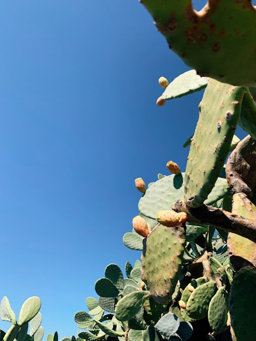 🌞 ¡Descubre los Increíbles Beneficios del Sol para el Nopal! 🌵