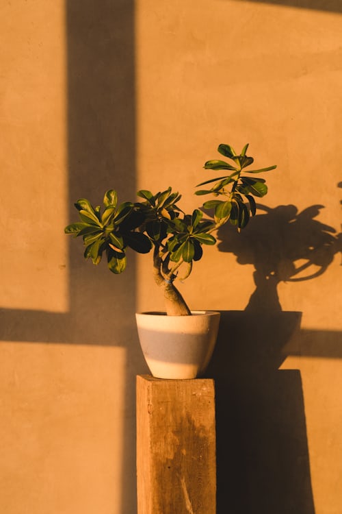 🌱 ¡Descubre los 5 Bonsáis que Requieren Poco Sol! 🌞 ️ ¡Fácil Cuidado!