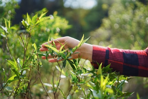 🌸 ¡Descubre los *Increíbles Beneficios* de Recolectar Flores de Tilo! 🌼