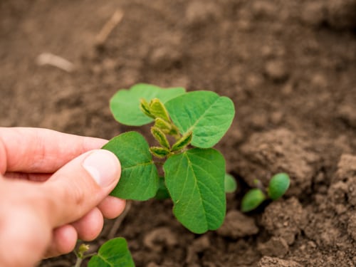 🌱 ¡Descubre los Impactantes Beneficios del Remojo de Semillas! 🚀