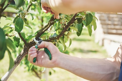 🌳 ¡Descubre los Increíbles Beneficios de Podar tu Ficus Regularmente! 🌱