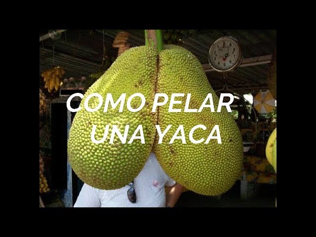 ¡Ablandar Yaca en Cazuela? ¡Truco SECRETO revelado! 🤫🔥