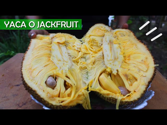 ¡Ablandar Yaca para Bollos 🥭🍰? ¡Trucos INFALIBLES! 🤩