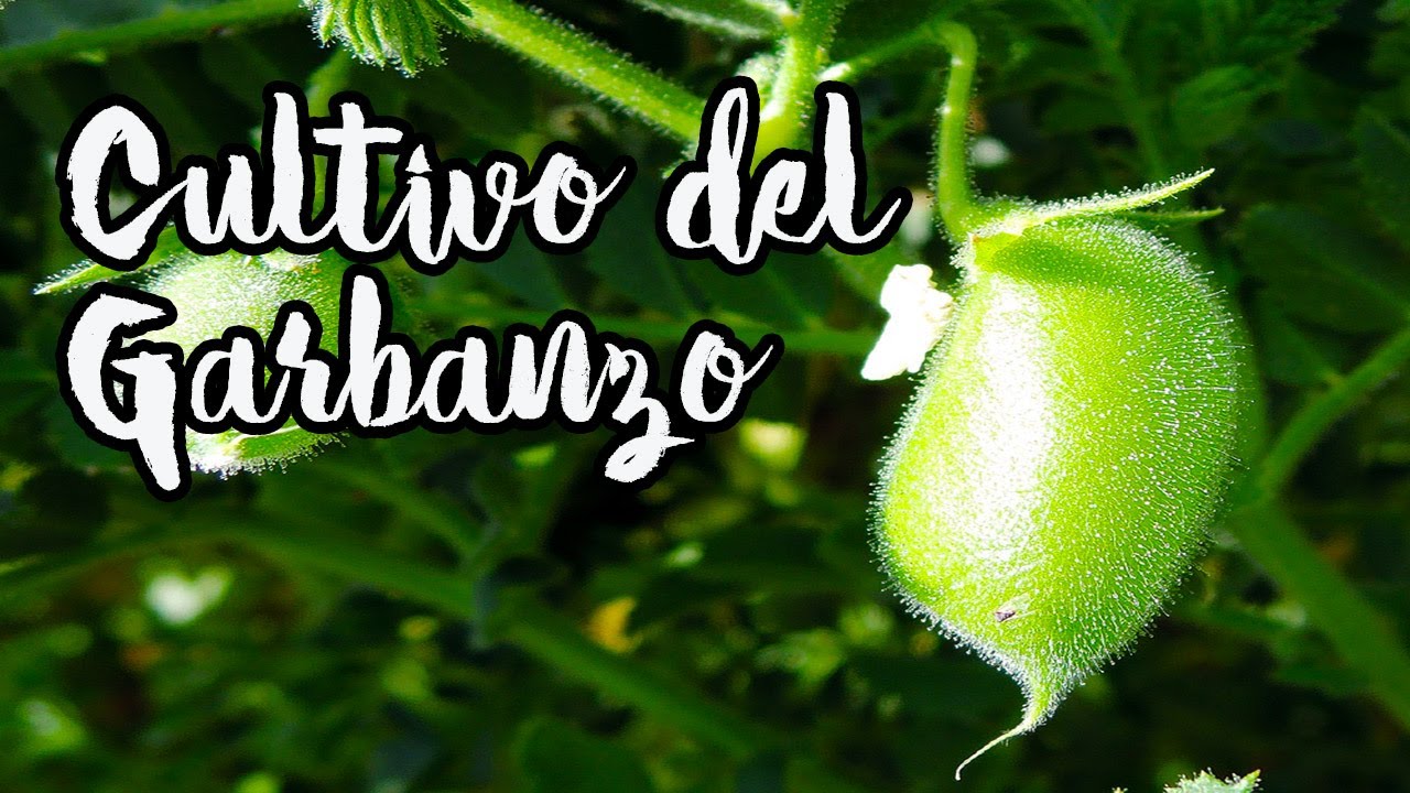¡Abonado de Garbanzos: Guía Fácil PASO a PASO! 🌱