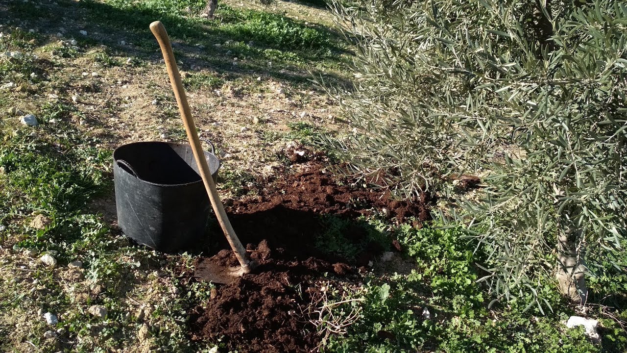 ¡Abonar olivos: Estiércol + Compost = 🤯 COSECHA MONSTRUOSA!