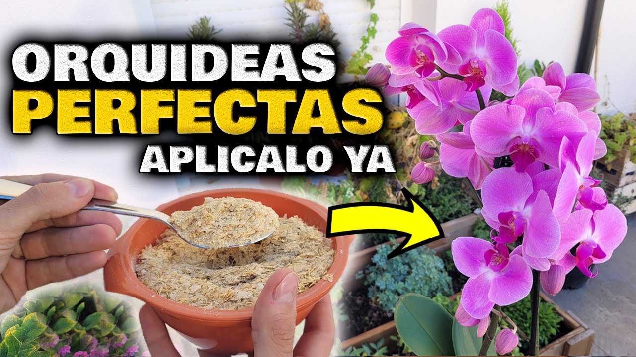 ¡Abonar Orquídeas POST-Floración? 🤫 Trucos PRO 🌱