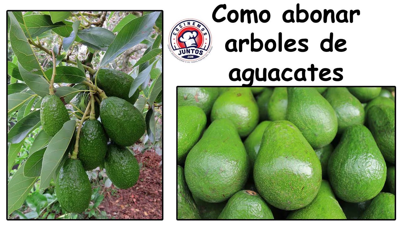 ¡Abono en Pellets para Aguacates 🥑🚀! Cosecha Gigante ️