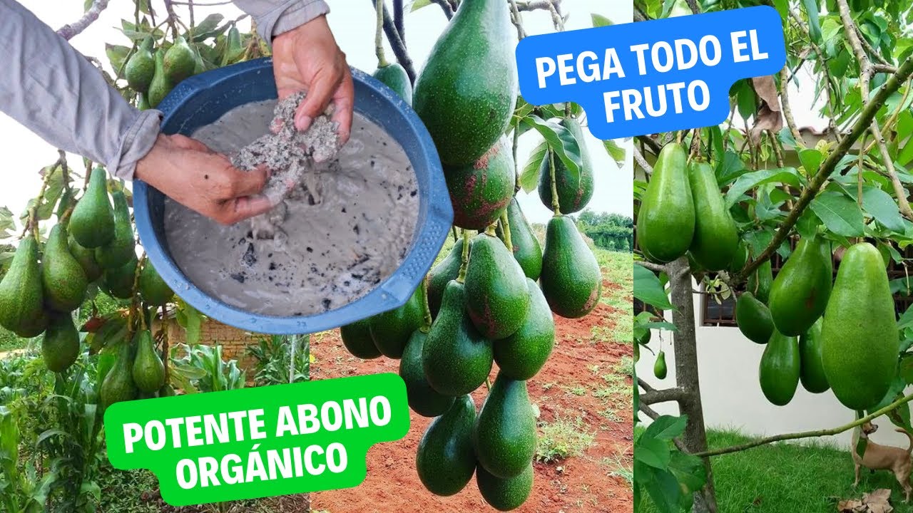 ¡Abono Natural para Aguacates 🥑🚀! Cosecha Gigante ️