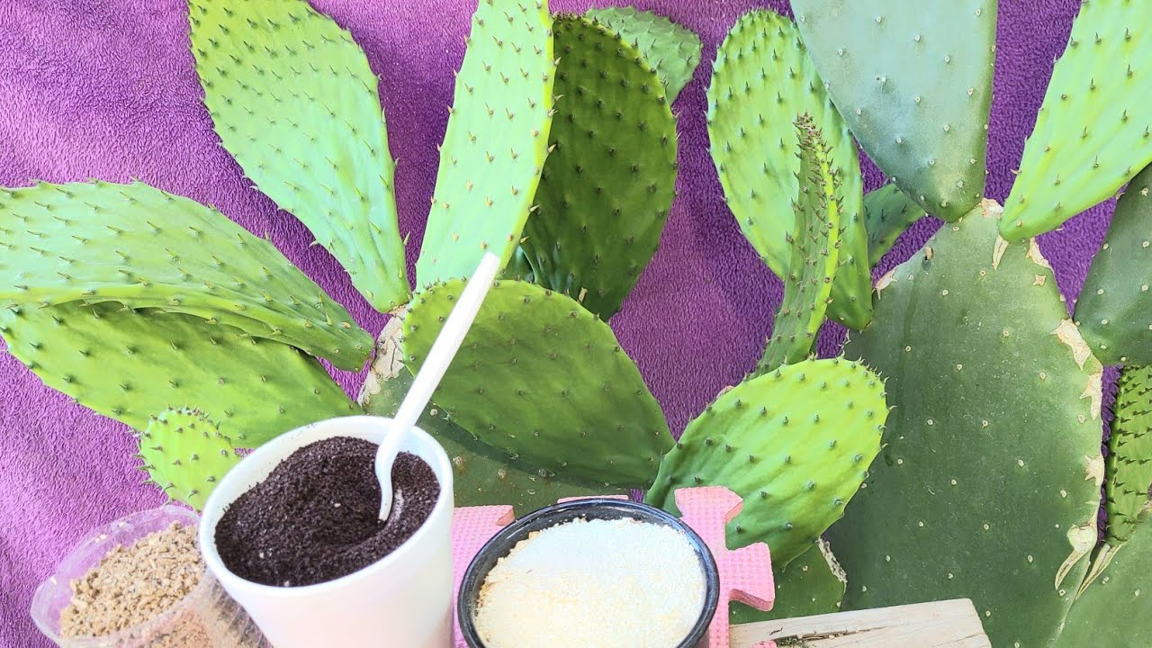 ¡Abono NOPALES Hidropónicos? 🌵🚀 ¡Trucos SECRETOS aquí!