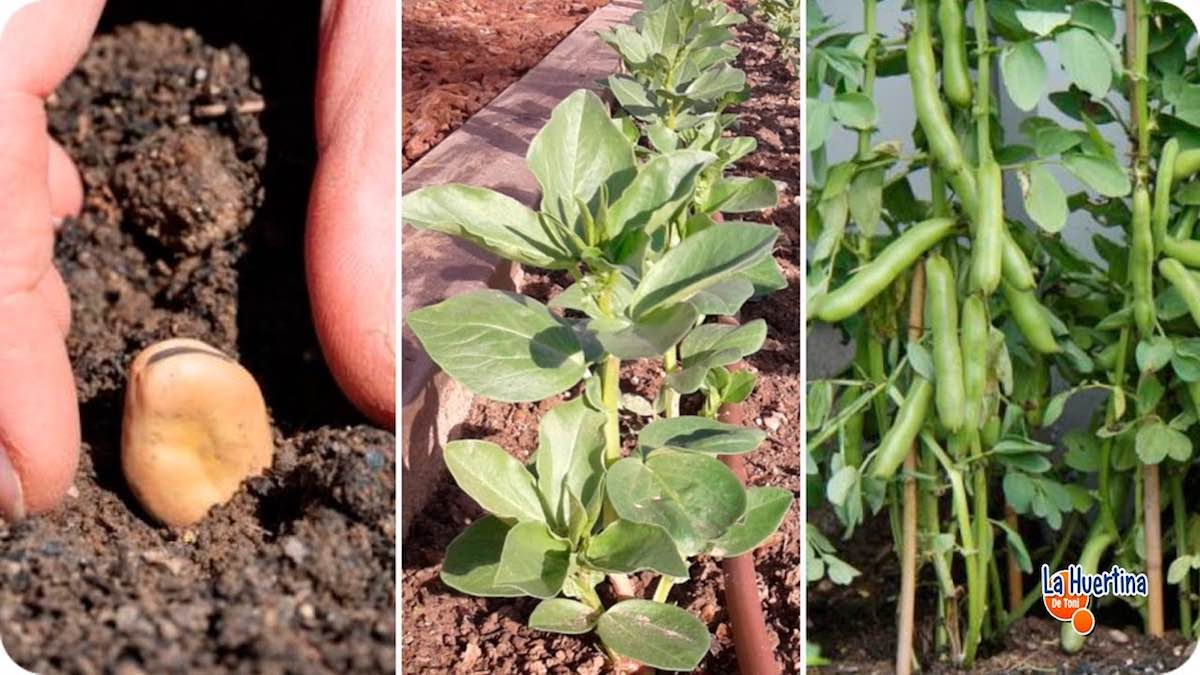 ¡Abono para Habas: Secretos para una Cosecha MONUMENTAL! 🌱👑