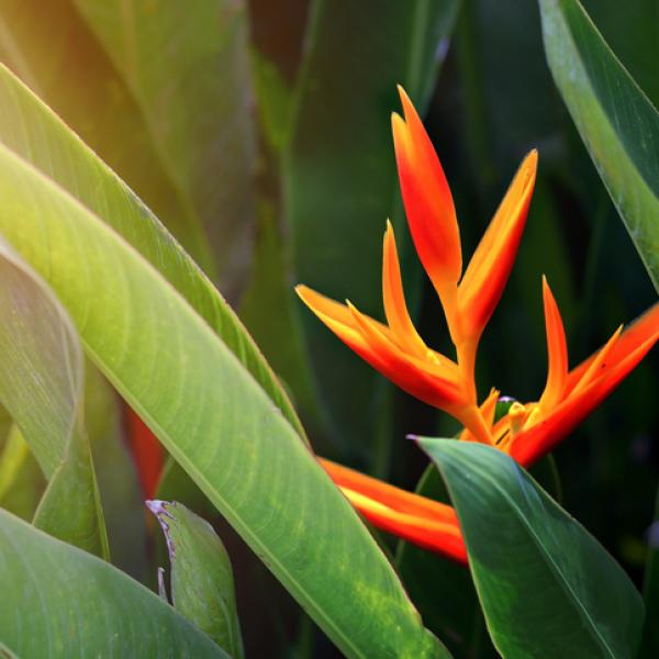 ¡Abono PARAISO 🌿 en Terraza/Balcón! Secretos para Aves del Paraíso 🌺