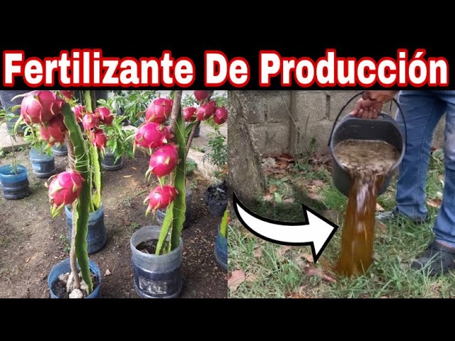 ¡Abono Pitaya 🌱 Ecológico? ¡Resultados INCREÍBLES! 🤩