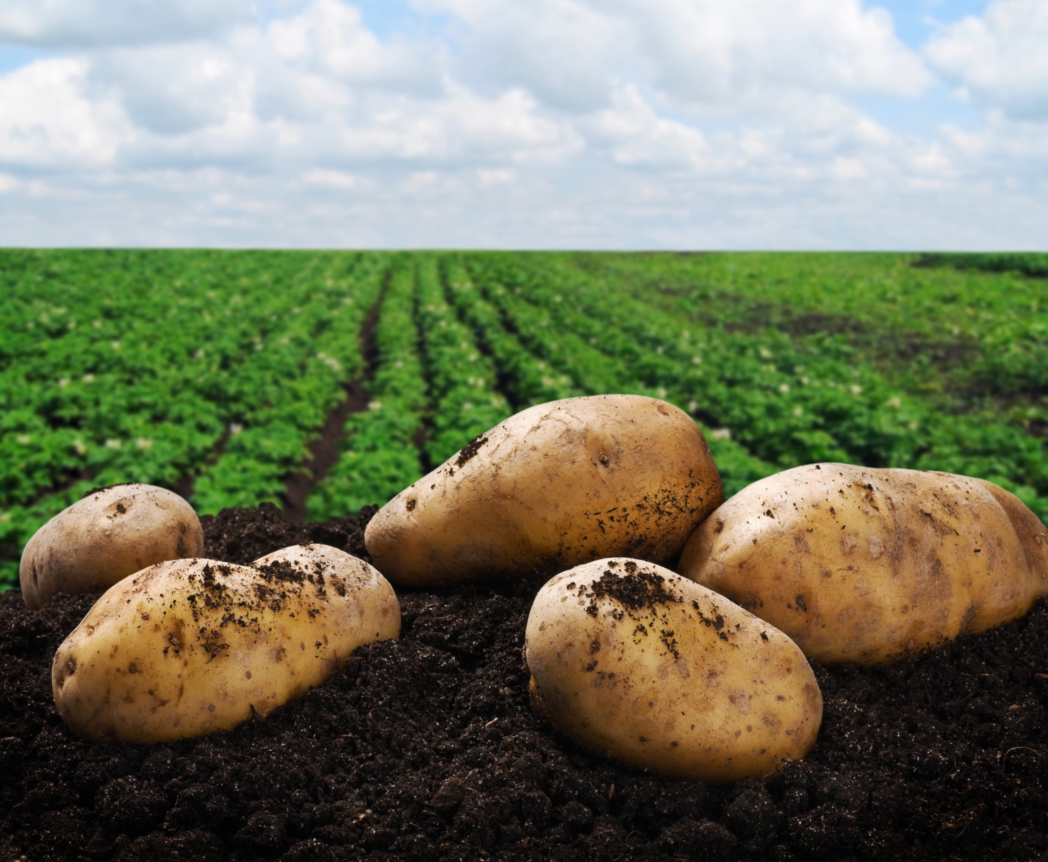 ¡Abonos Naturales para Patatas 🥔 ️Cosecha MONSTRUOSA!