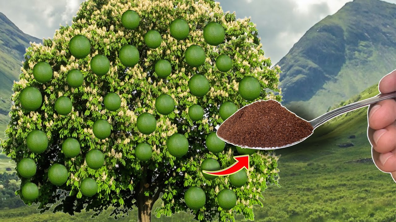 ¡Abonos para Lino en España! 🇪🇸🌱 ¡Los Secretos para una Cosecha INCREÍBLE!