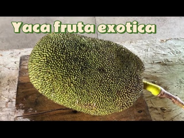 ¡Descubre el Camino Perfecto para Disfrutar la Yaca Sin Riesgos! 🍈