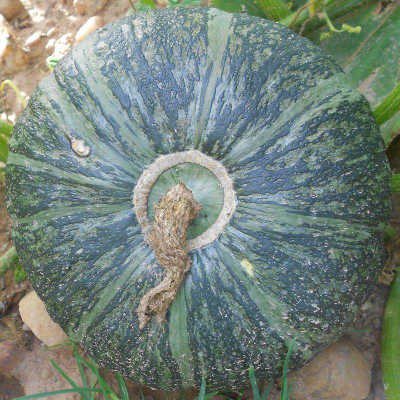 ¡Descubre por qué tus calabazas verdes no cambian de color! 🍂🧐