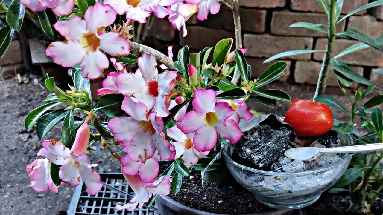 ¡Abono CASERO para tu Flor del Desierto! ️ ¡Florece YA! 🌵