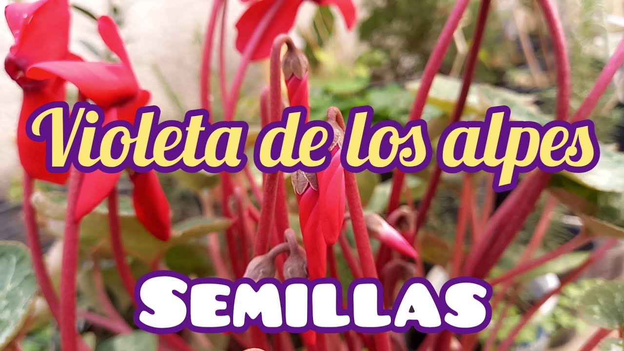 ¡Descubre Cómo Acortar el Tiempo de Germinación de Semillas de Violetas! 🌱💜