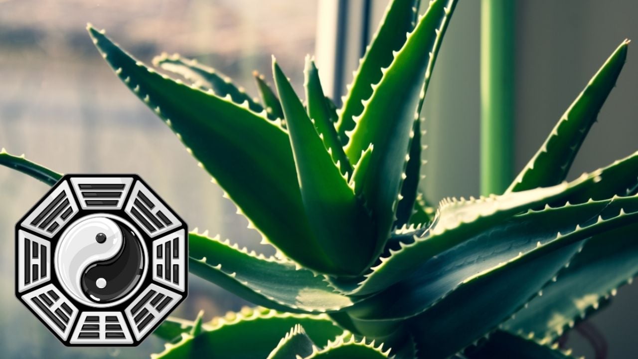 Descubre cómo el Aloe Vera transforma la iluminación en Feng Shui 🌱💡