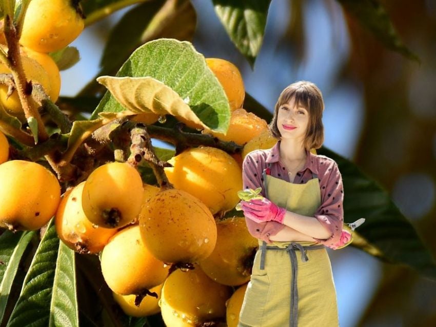 ¡El ABONO SECRETO para Nísperos 🤫 (Primavera)! 💥