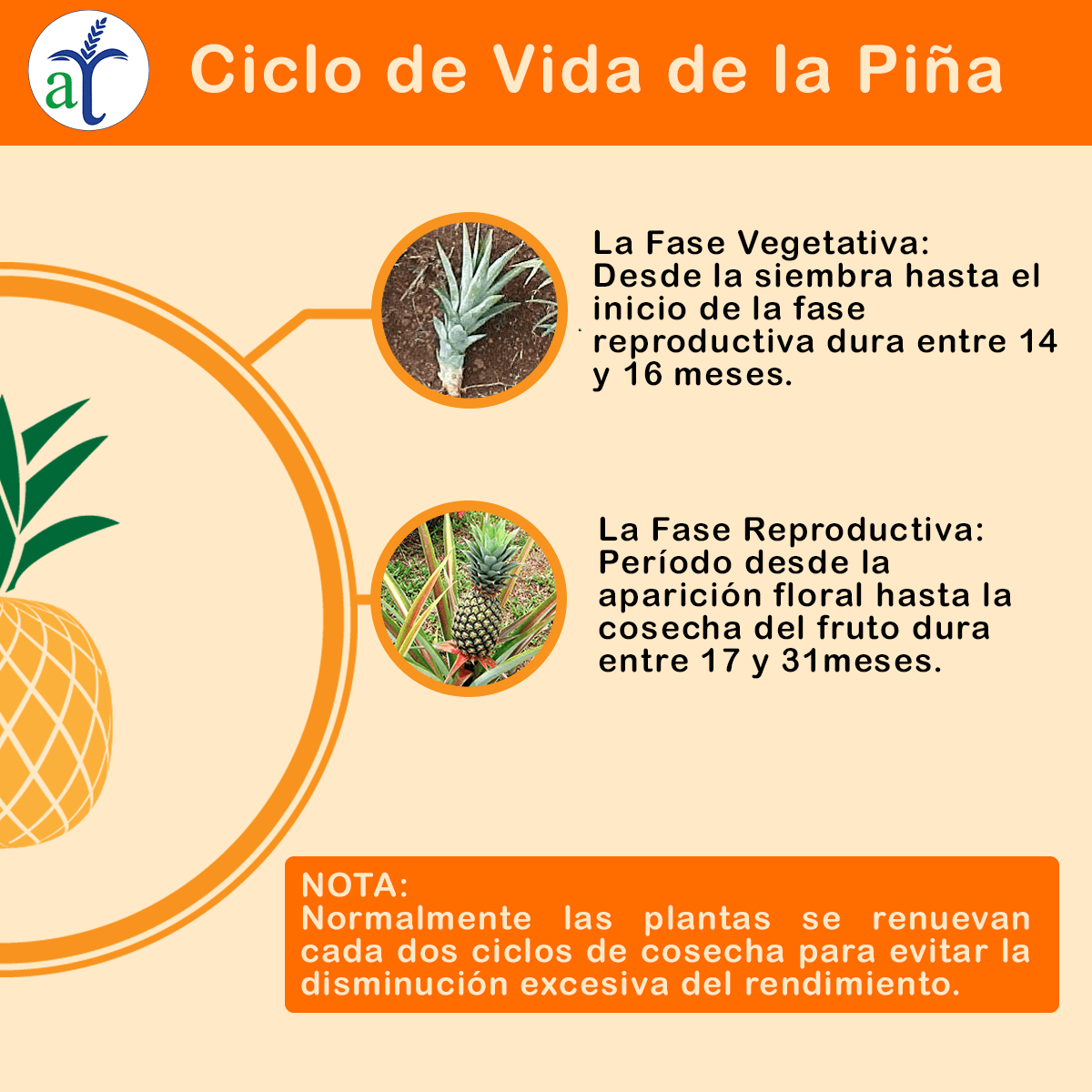 🌀 Descubre el Ciclo Reproductivo de la Piña: ¡Sorprendentes Curiosidades! 🍍