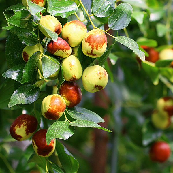 🌍 Descubre el Azufaifo y Sus Variedades: ¡El Secreto que Sorprende! 🍏