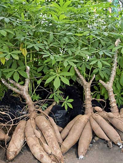 🌍 ¡Descubre las Sorprendentes Características de las Raíces de la Yuca! 🥥