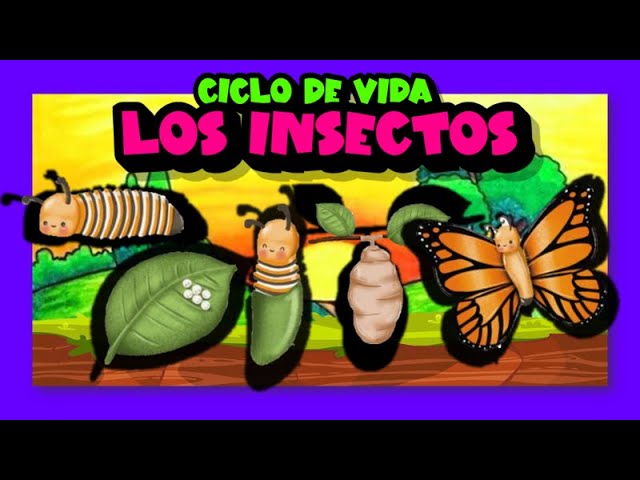 🌍 Descubre el Increíble Ciclo de Vida de los Insectos y su Conexión ...