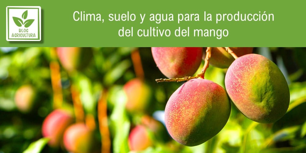 🌞 Descubre el Clima Ideal para Cultivar Mango Macho 🍑 ¡Tu Guía Aquí!