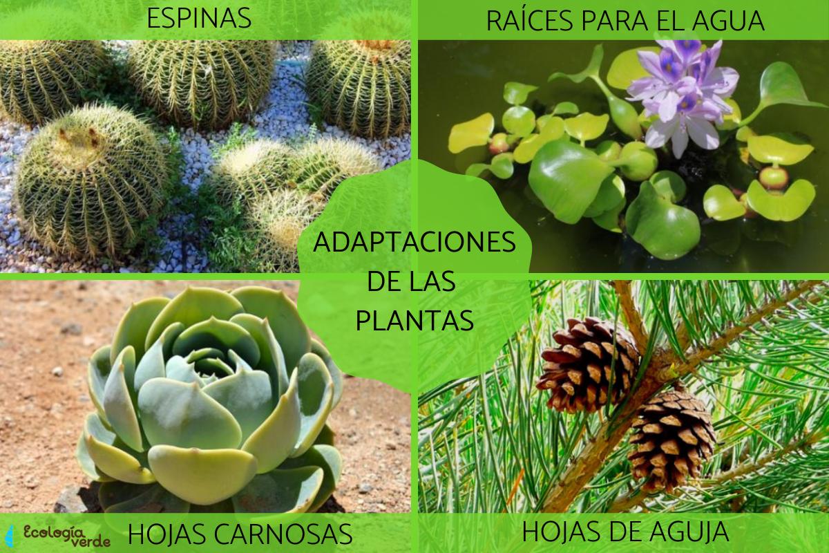 🌞 ¡Descubre las Sorprendentes Adaptaciones de Plantas para el Verano! 🌿