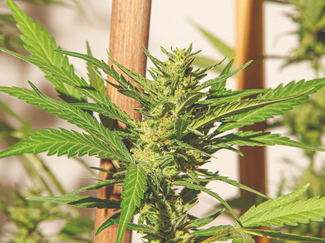 🌞 ¡Descubre el Clima Perfecto para Cultivar Autoflorecientes al Sol! 🌿