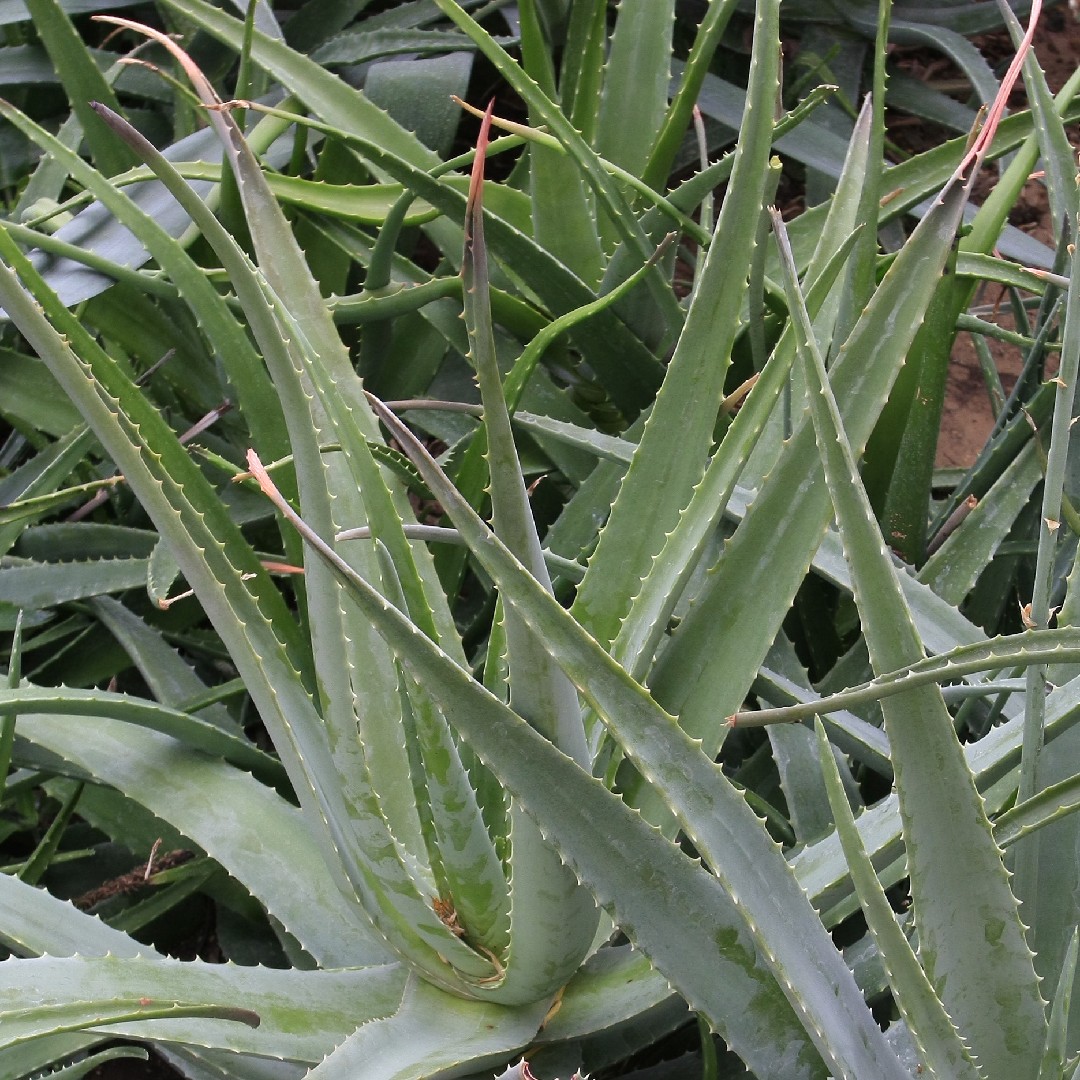 🌞🌿 ¡Aloe Vera Brilla! ¿Sol Directo o Sombra Parcial? Descúbrelo Aquí 🌱