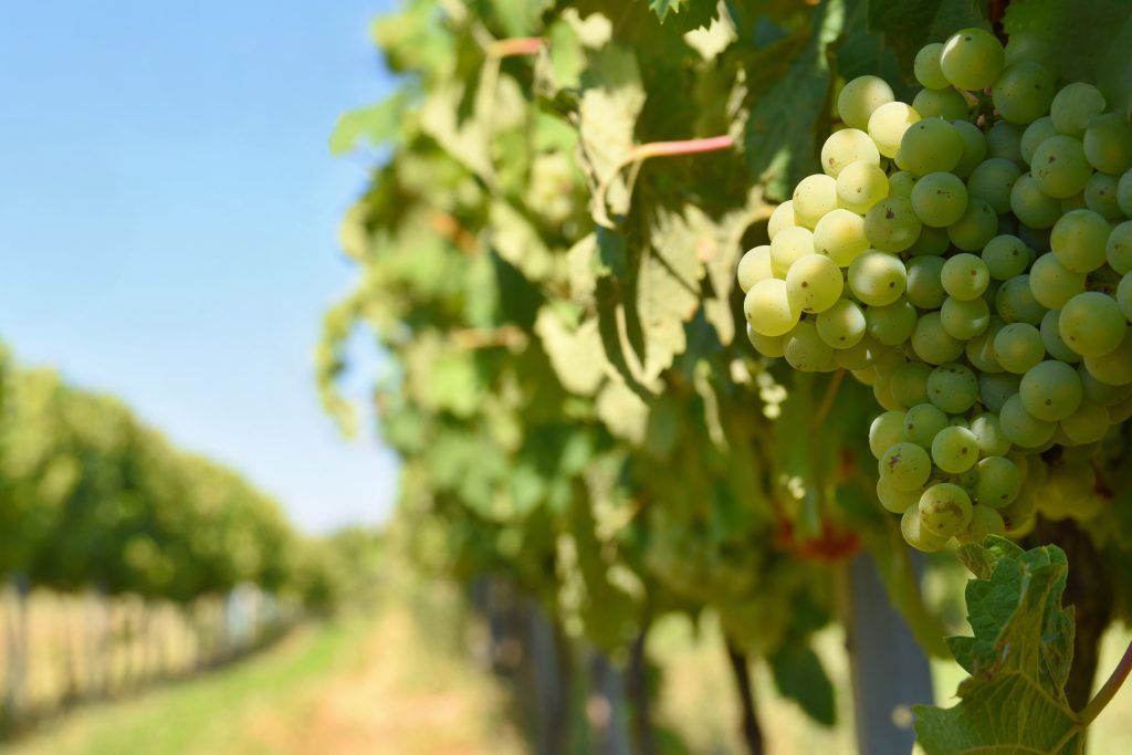🌞🍇 Descubre el Clima Perfecto para Uvas de Alta Calidad: ¡Consejos ...