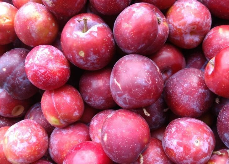 🌟 Ciruelas Rojas vs Negras: ¡La Clave para Combatir el Estreñimiento! 🍑