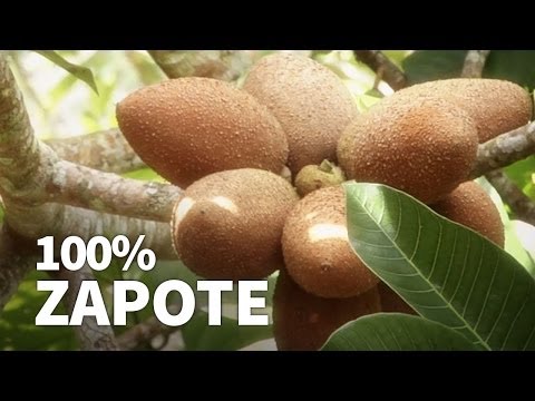 🌟 ¡Descubre Cada Cuánto Se Cosecha El Zapote! 🍑 ¡Increíbles Sorprensas!