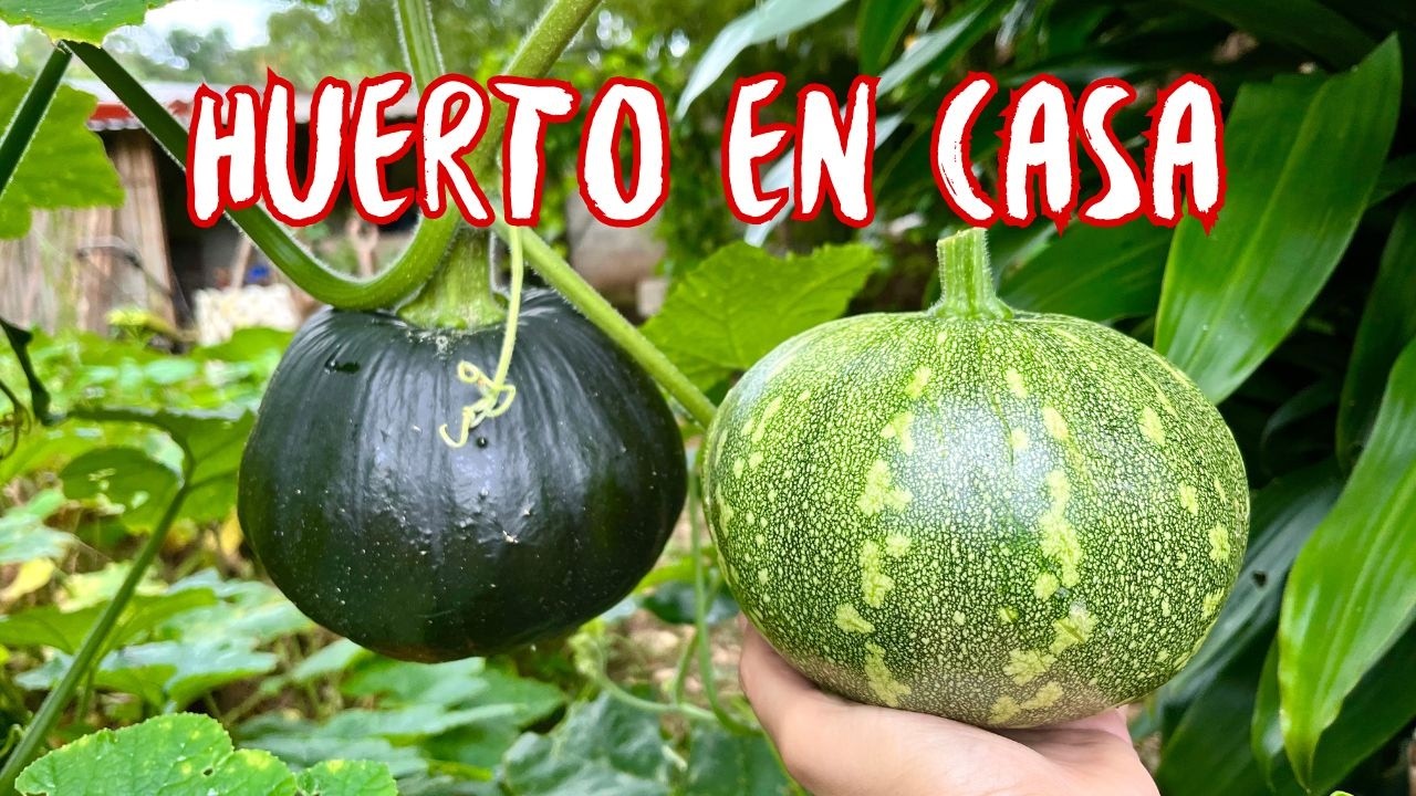 🌟 ¡Descubre Cómo Multiplicar tus Calabazas en el Huerto! 🌱🍂