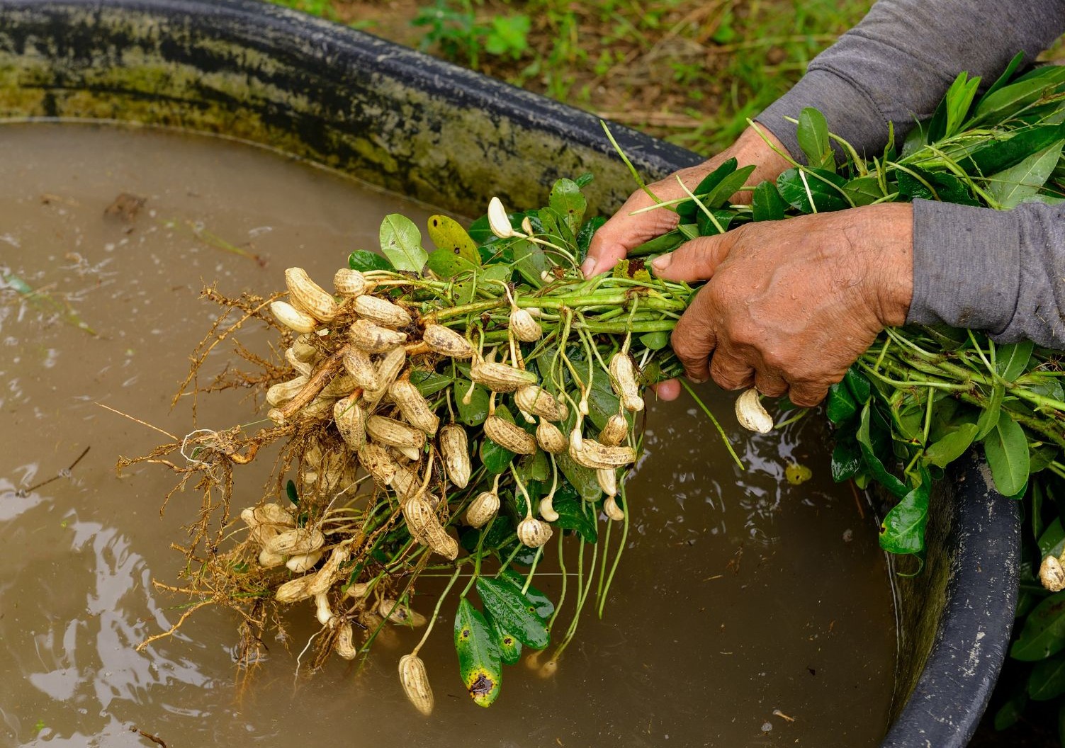 🌟 ¡Descubre el Mejor Método para Almacenar Cacahuates Efectivamente! 🥜