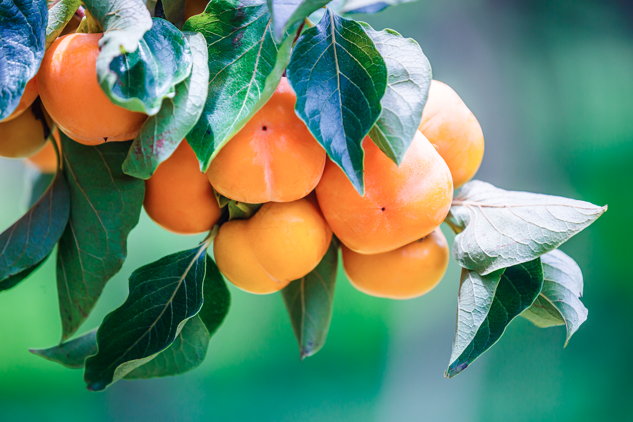 🌟 ¡Descubre el Secreto del Clima Perfecto para el Persimón! 🍊