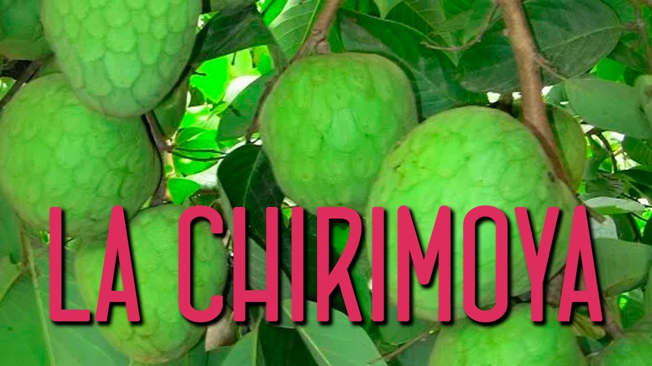🌟 ¡Descubre la Chirimoyo! 🍐 Producción, Frutos y Tiempo de Espera ⏳