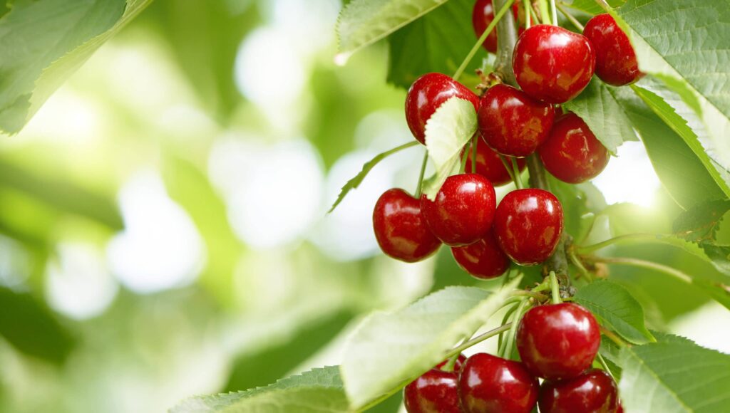 🌟 ¡Descubre las Cerezas de Calidad Superior que Te Dejarán Sin Palabras! 🍒