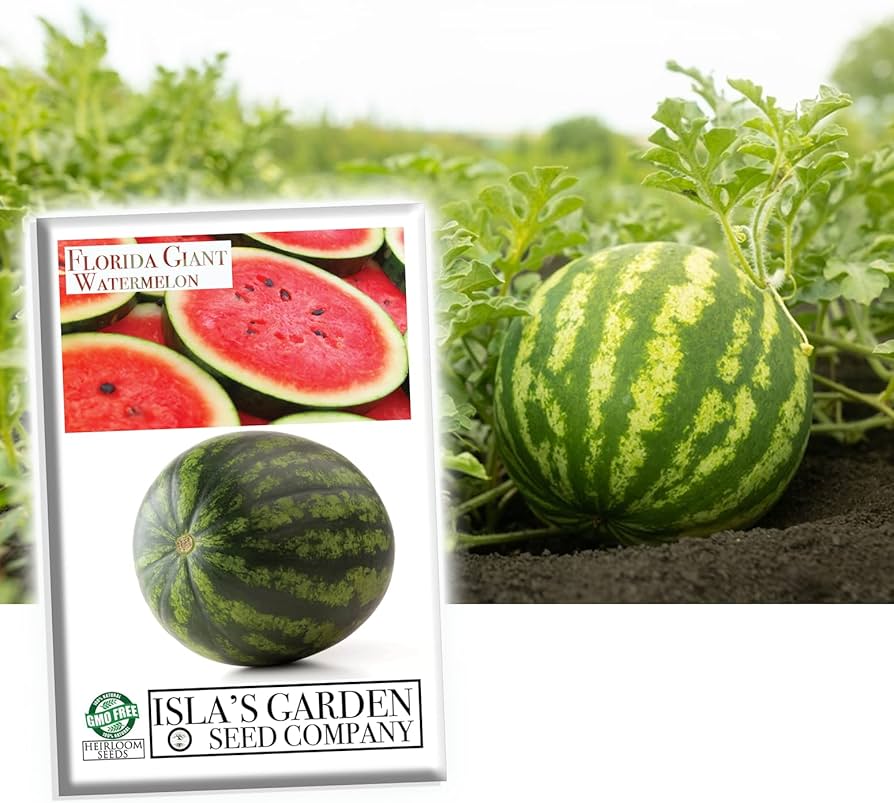 🌟 ¡Descubre las Mejores Semillas de Sandía! 🍉 Características Imperdibles 🌱