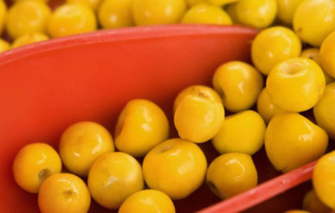 🌟 ¡Descubre las Sorprendentes Características del Nanche en Temporada! 🍑🔍