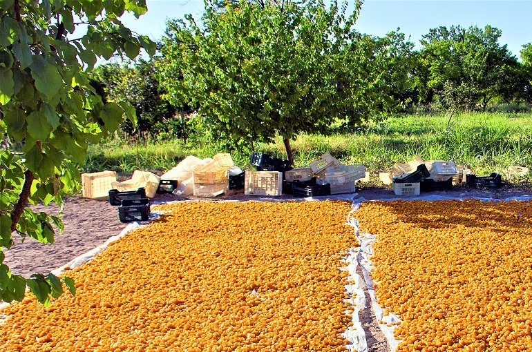 🌟 ¡Descubre los Albaricoqueros de Crecimiento Rápido! 🍑 Vida Útil y Fruta 🥳