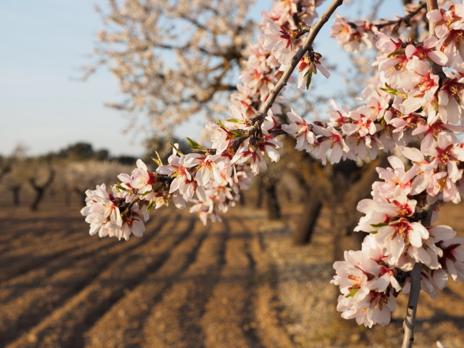 🌟 ¡Descubre los Almendros Autofértiles en España! 🌳🥜 Cultiva con Éxito 🍂