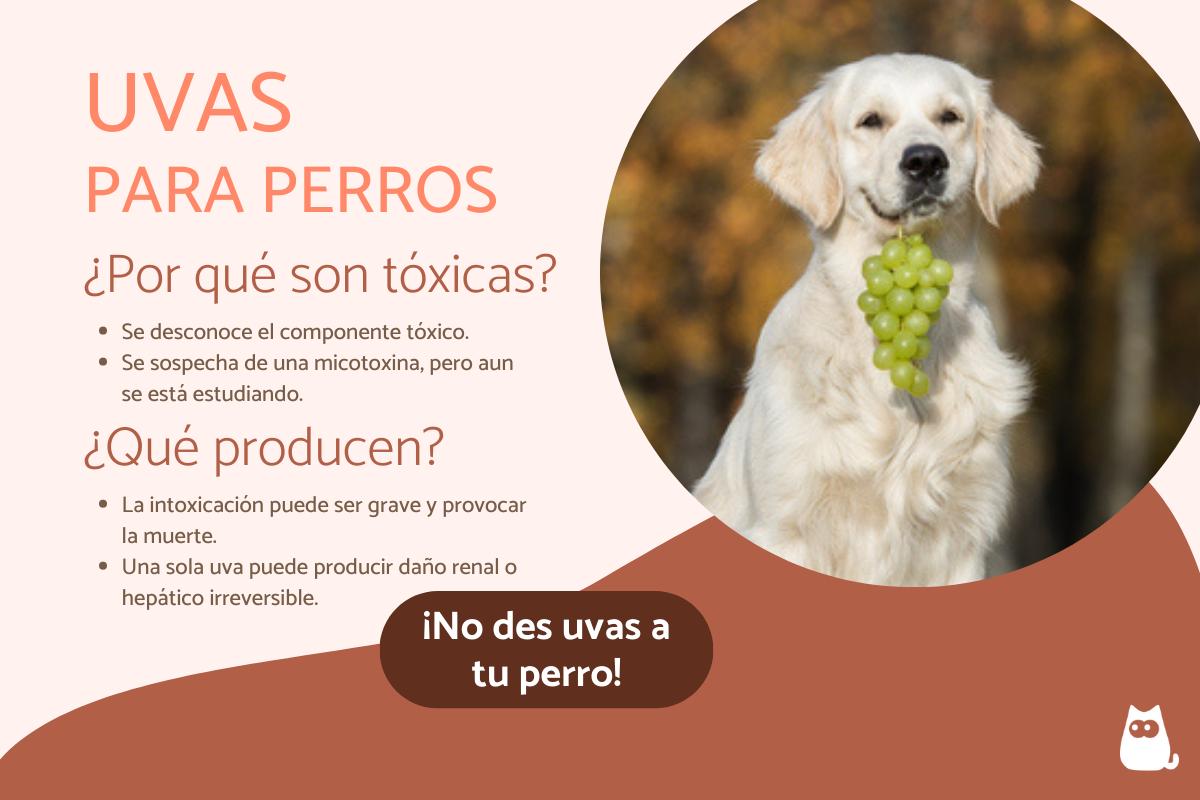 🌟 ¿Pueden los perros comer semillas de uva? 🚫 ¡Descúbrelo aquí! 🐶