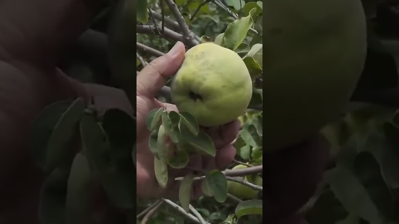 🌤️ ¡Descubre el Clima Perfecto para Cosechar Membrillo Exitosamente! 🍐