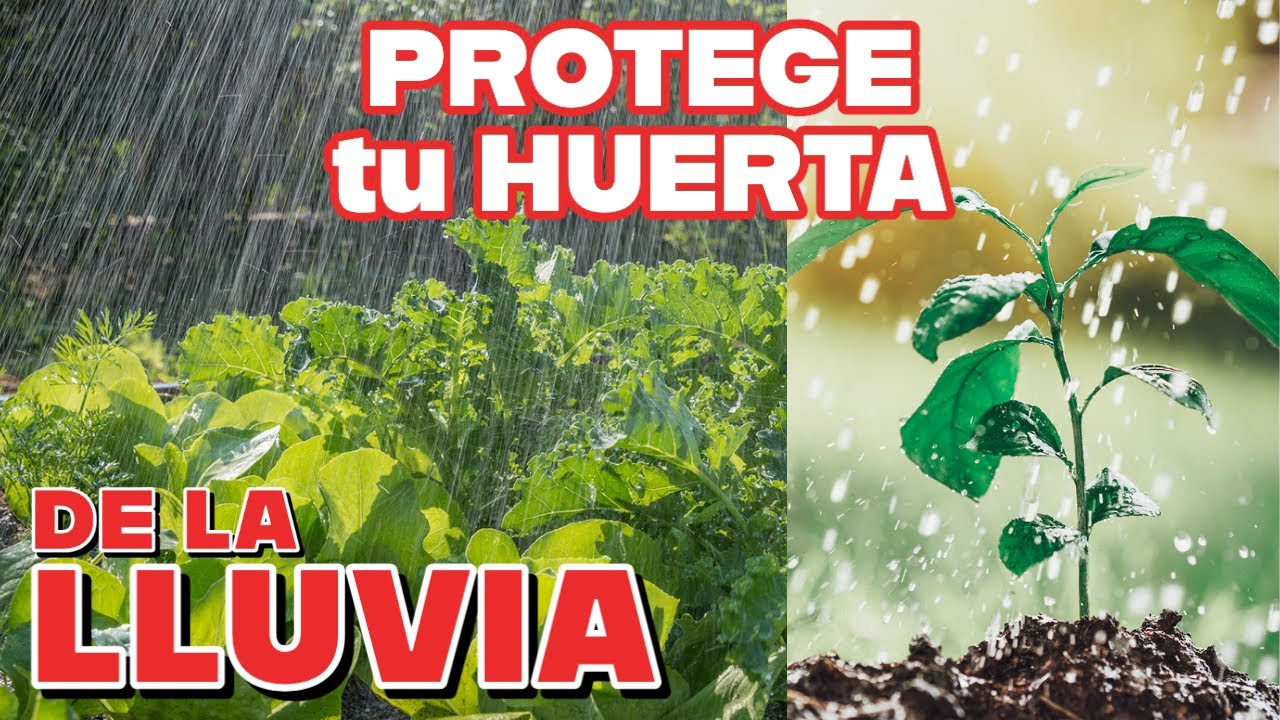 🌧️ ¡Aprovecha la lluvia! Tips infalibles para regar tu semillero. 🌱