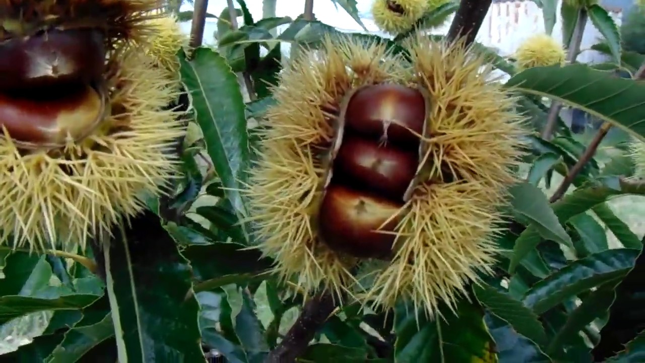 🌰 ¡Castaños en Espacios Pequeños! 🍂 Cultívalos con Éxito Aquí